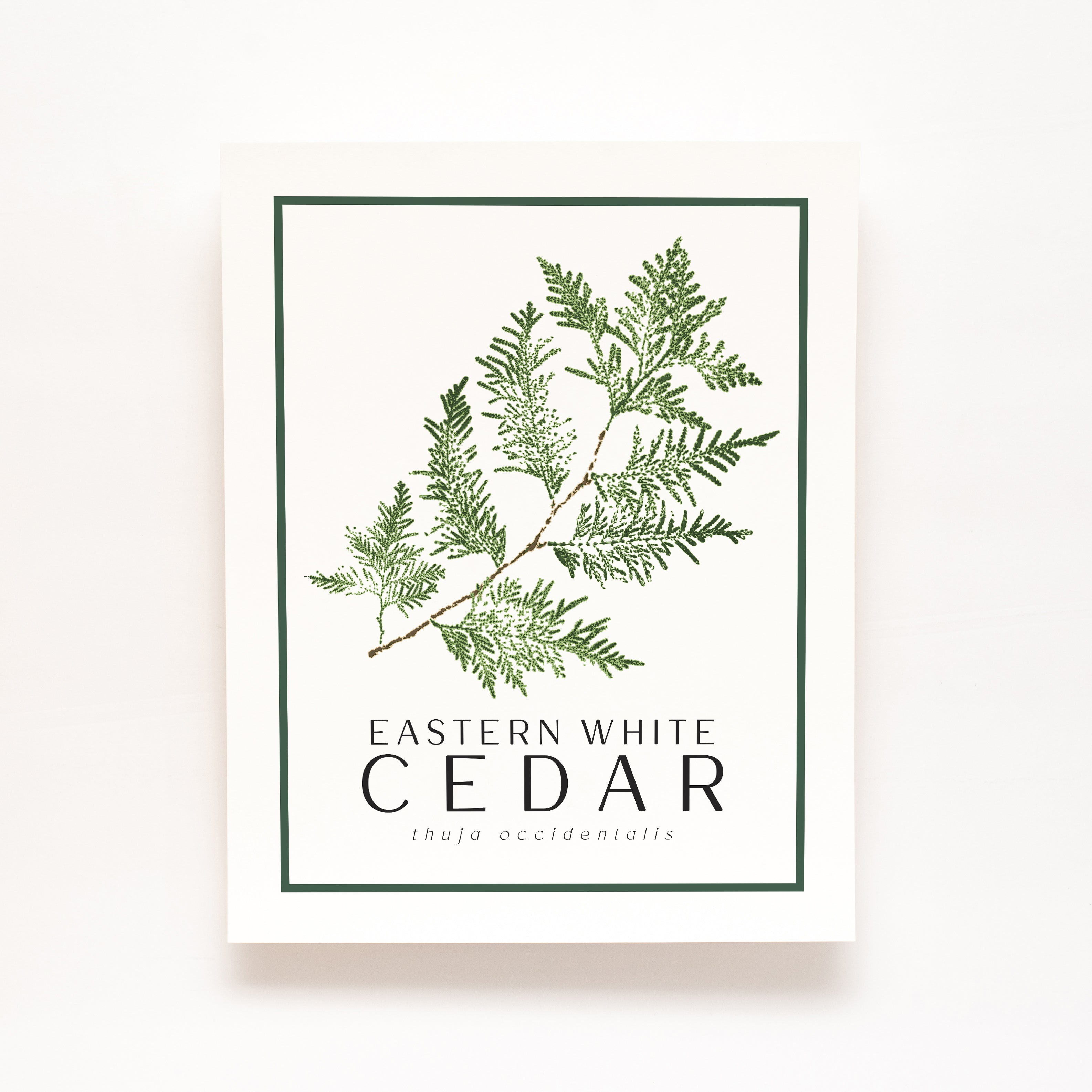 Fleurdinand | Cedar Tree Wall Art | Forest Wall Art | Cabin Decor