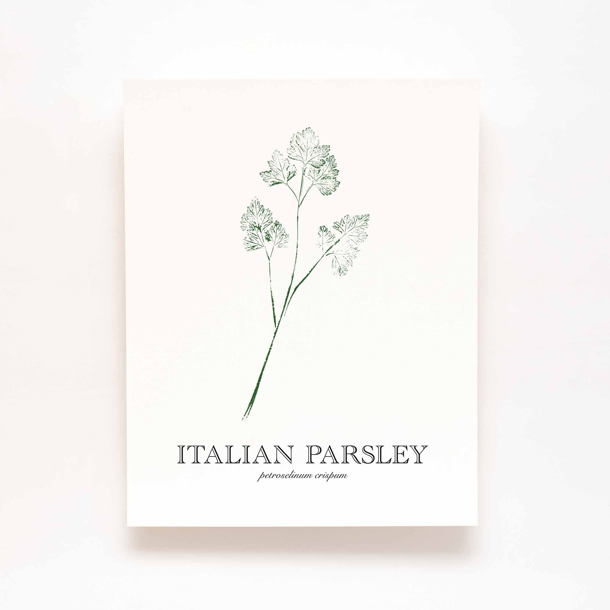 Fleurdinand | Parsley | Herb Wall Art